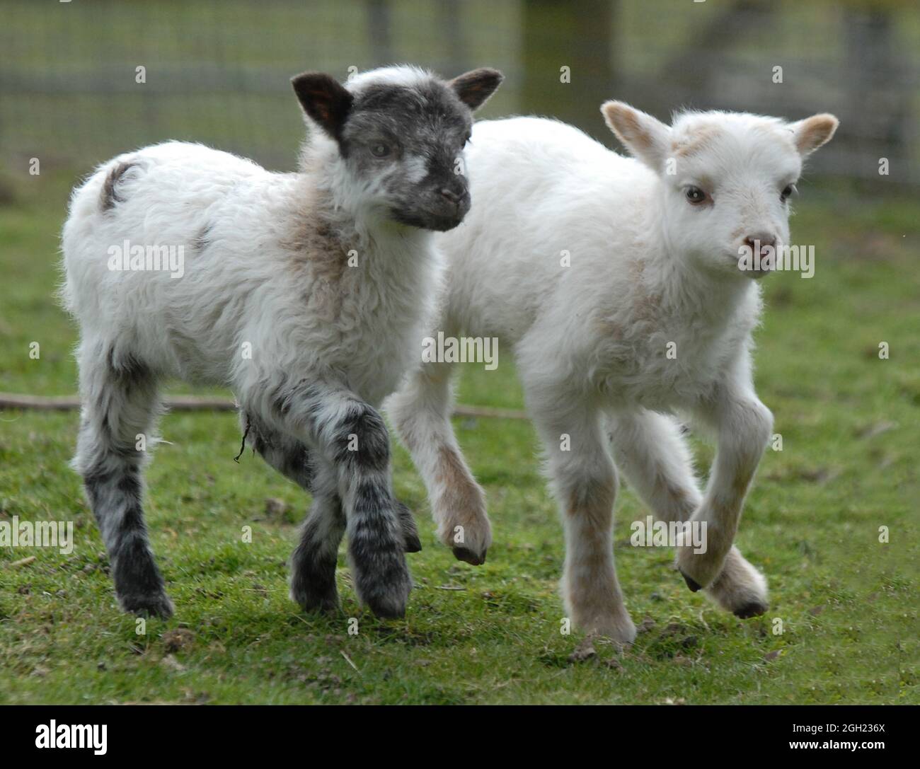 BASIL AND ELLA LOUISE THE BERERAY SHEEP THAT ARE RARER THAN GIANT ...