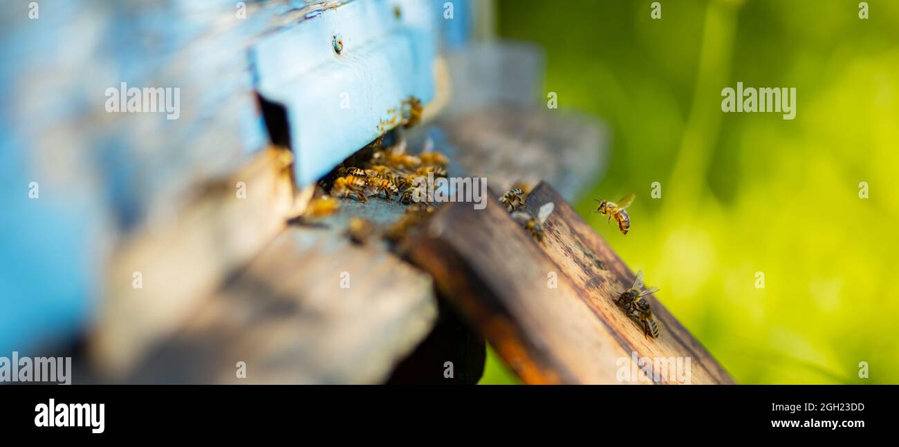 Bees flying around beehive. Honey bees swarming and flying around their ...
