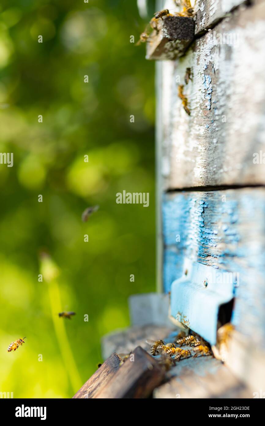 Bees flying around beehive. Honey bees swarming and flying around their ...