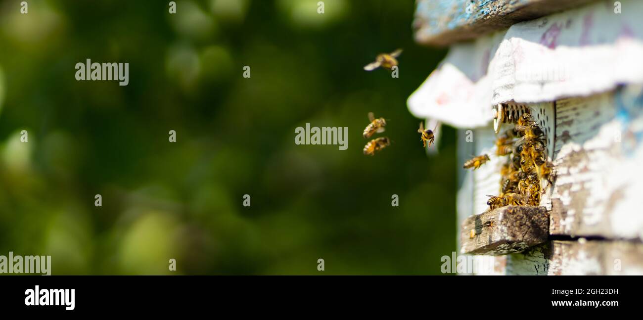 Bees flying around beehive. Honey bees swarming and flying around their ...