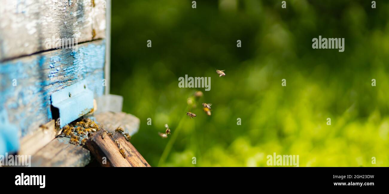 Bees flying around beehive. Honey bees swarming and flying around their ...