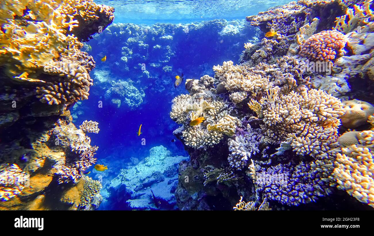 Coral reefs australia, under water hi-res stock photography and images ...