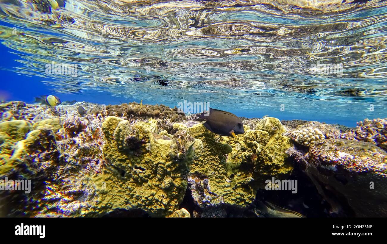 near the coral at the very surface of the sea, fish swim in search of ...