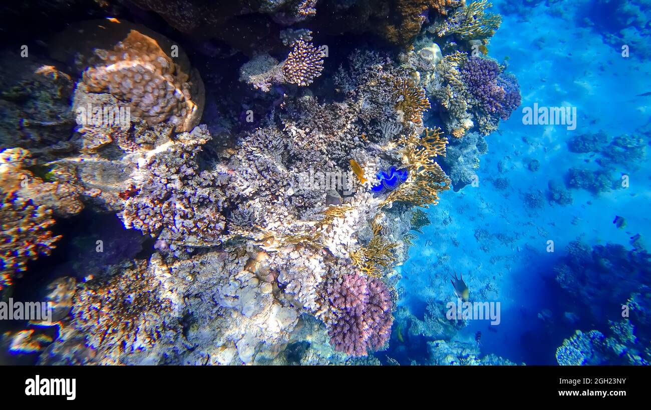 Maldives underwater view fish corals hi-res stock photography and ...