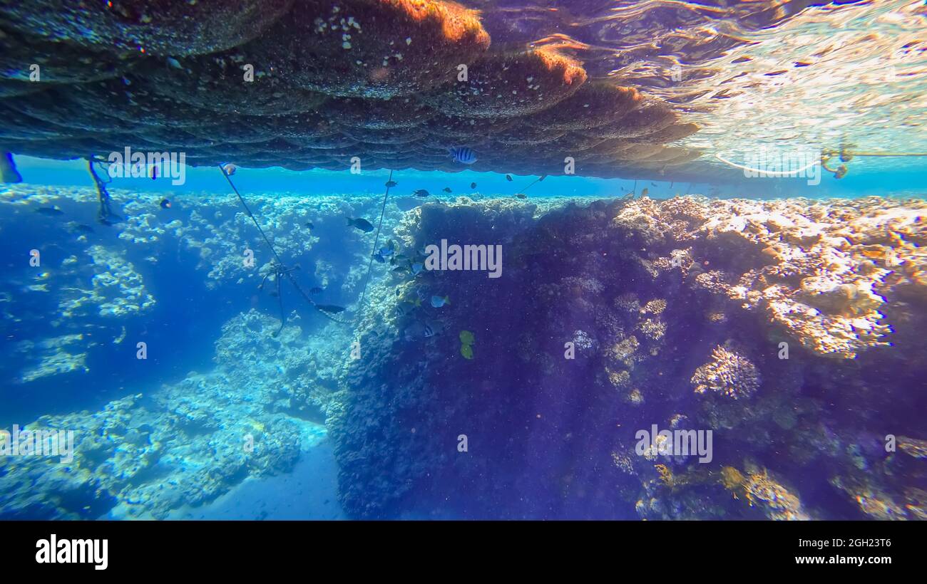 a flock of blue fish swim near the coral above the red sea Stock Photo ...