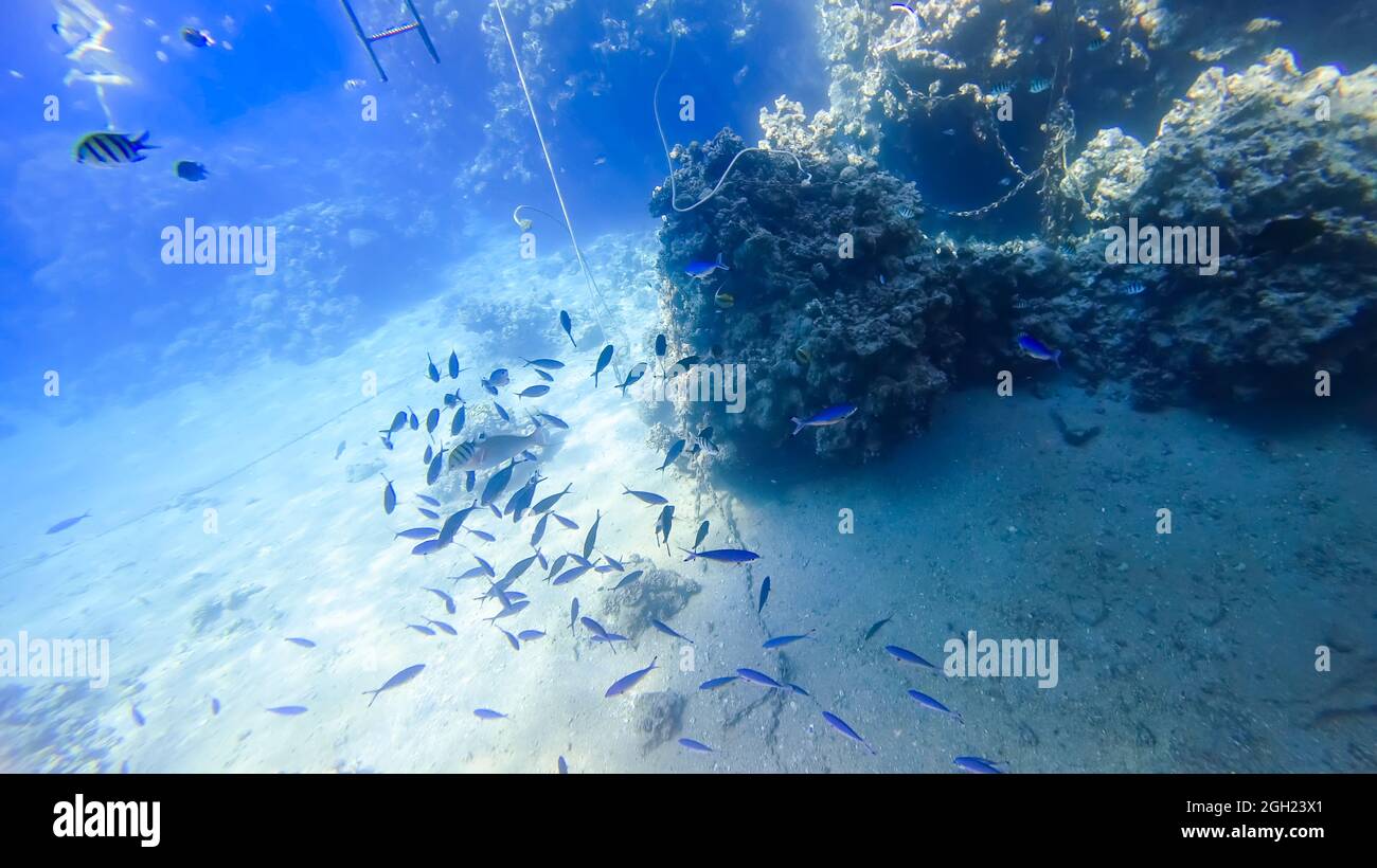 a flock of blue fish swim near the coral above the red sea Stock Photo ...