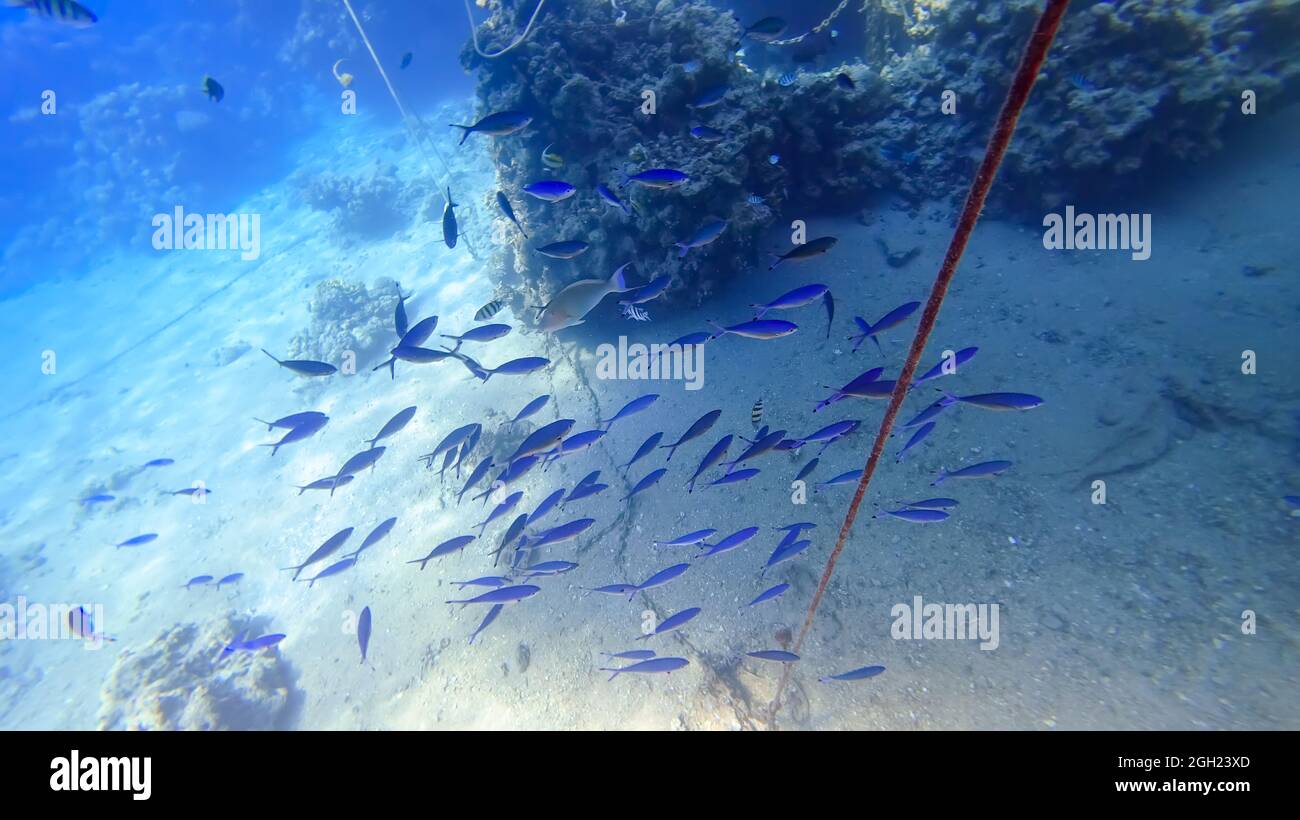 a flock of blue fish swim near the coral above the red sea Stock Photo ...