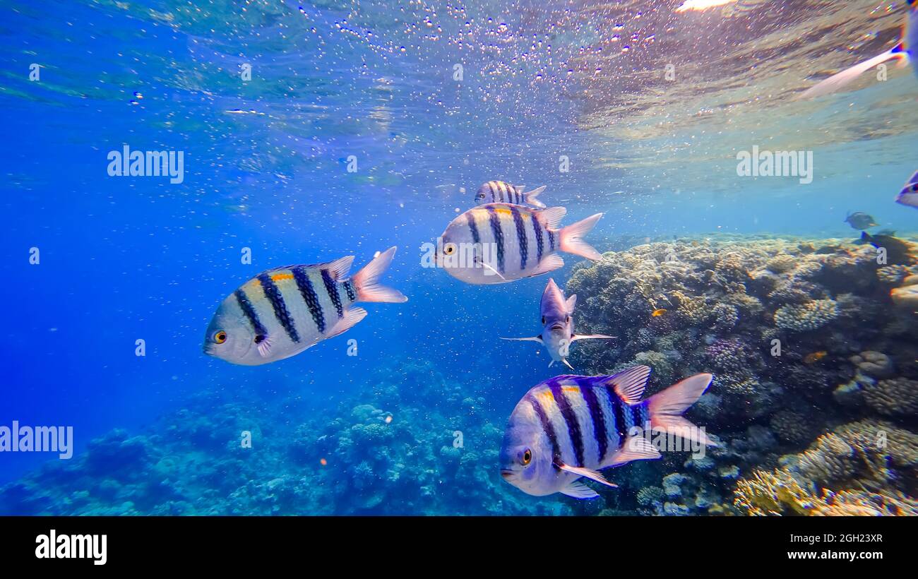 Underwater kingdom hi-res stock photography and images - Alamy