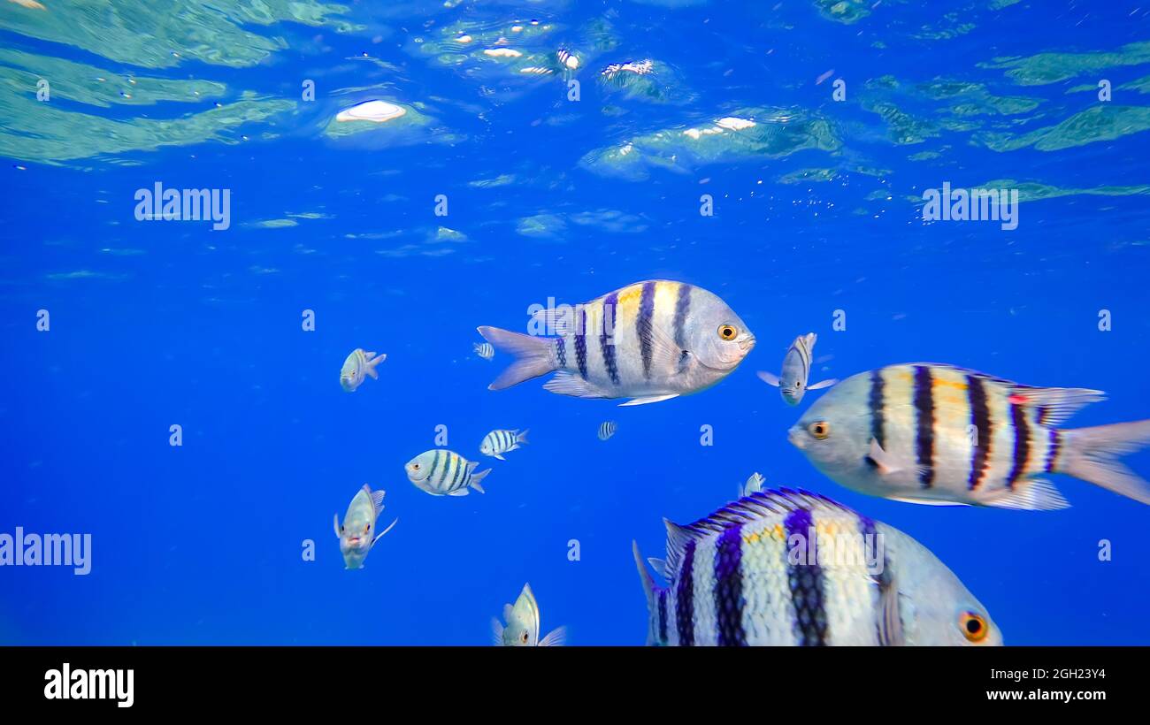 underwater kingdom of the red sea striped fish swim Stock Photo - Alamy
