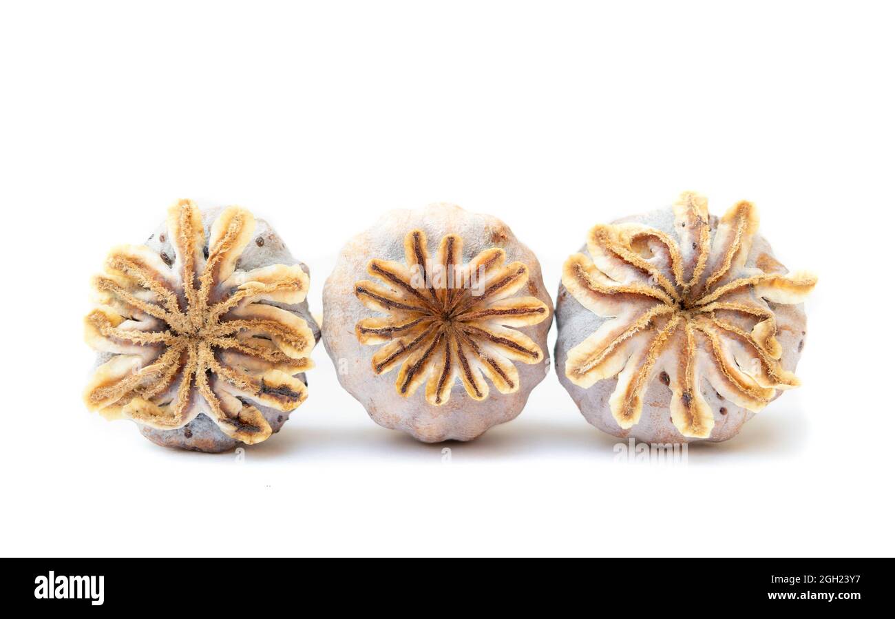 Three opium poppy pods, closeup. Front view of dried poppy pods. Also ...