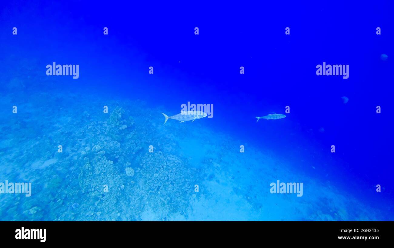 predatory fish at the bottom of the red sea swims and tracks down prey ...