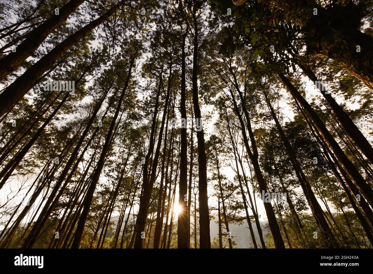 Tall tree in forest with sunlights and rays at sunset Stock Photo - Alamy