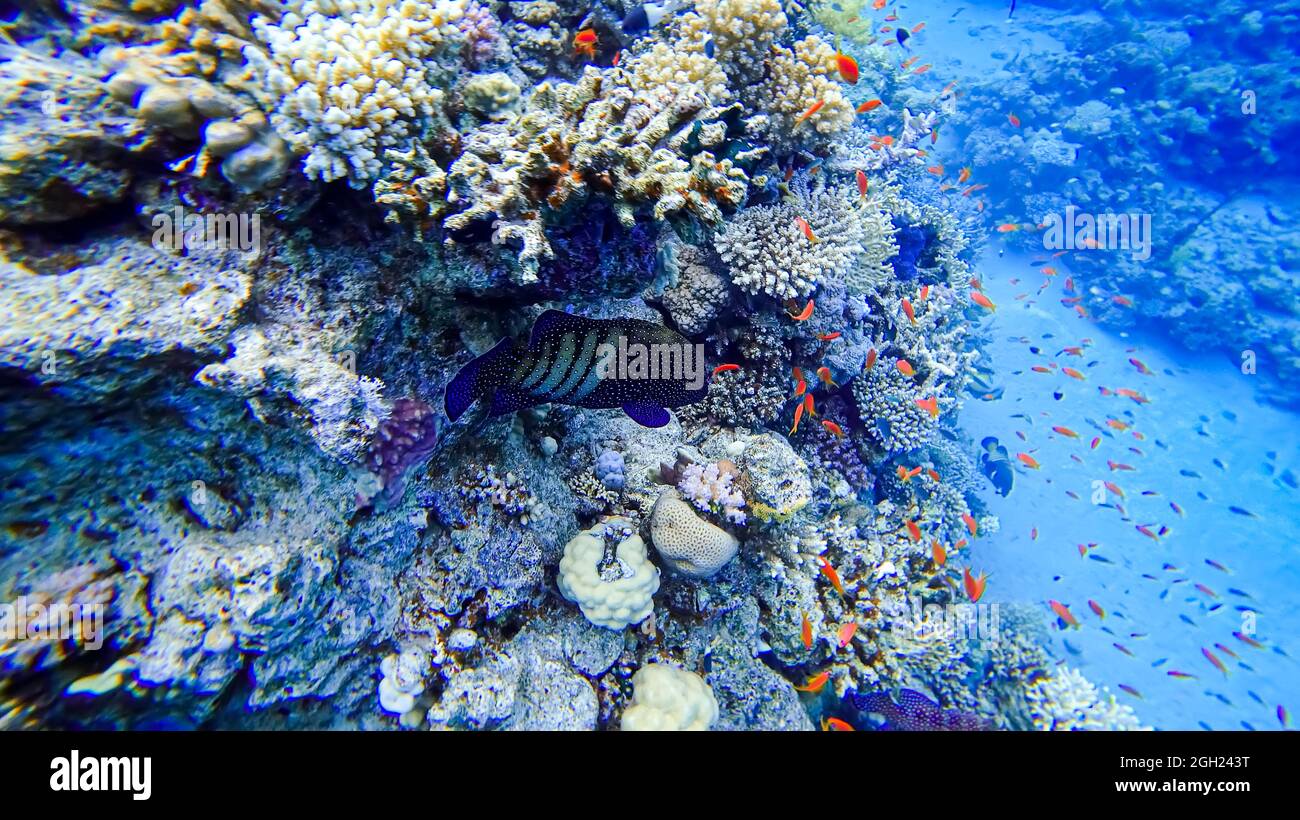 Most Beautiful Sea Fish