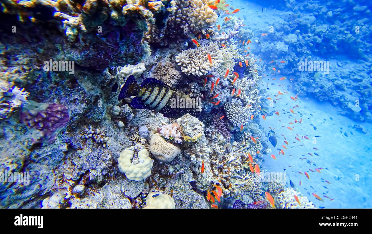 Most Beautiful Sea Fish