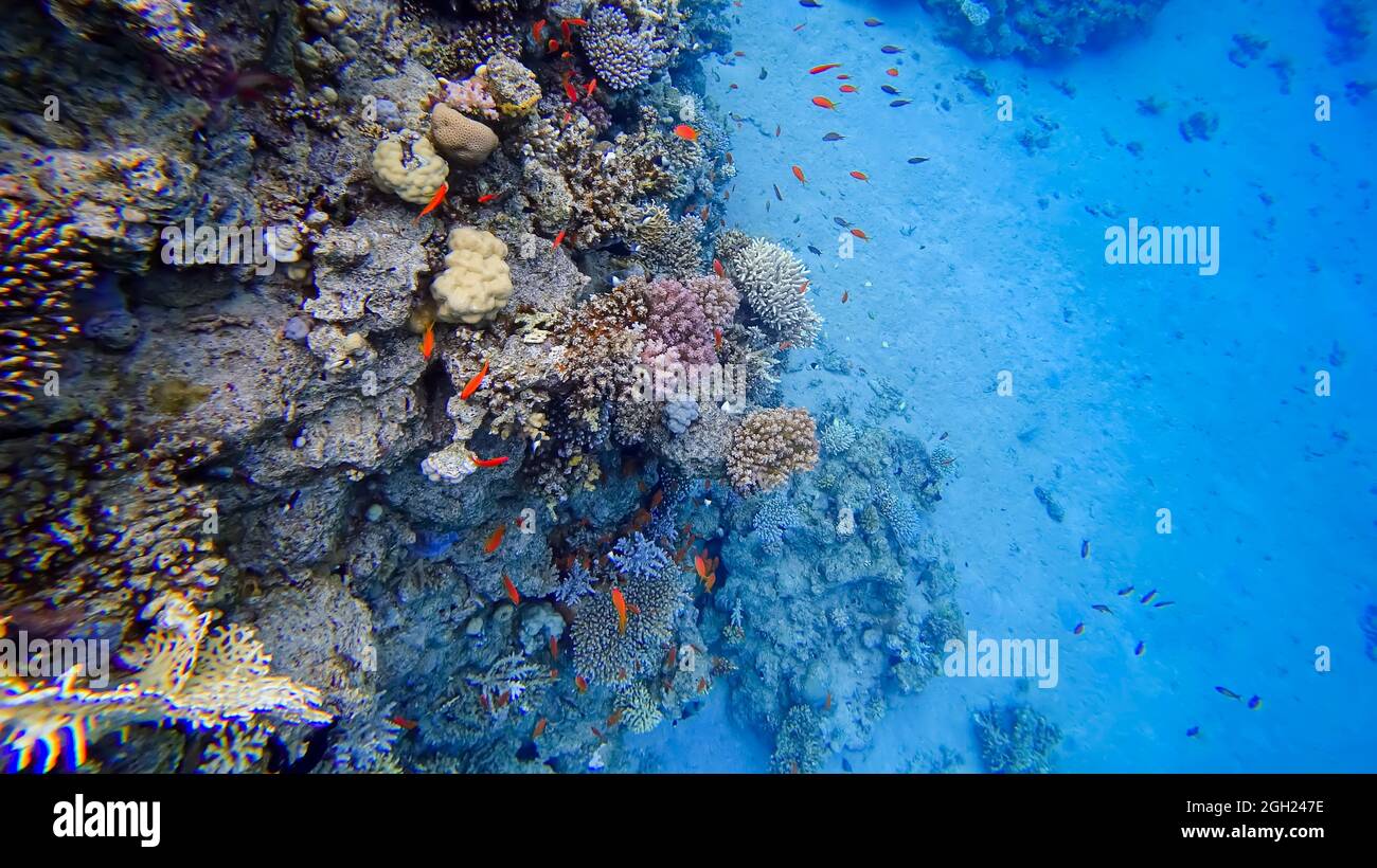 the underwater water area of the red sea where tropical red fish swim ...