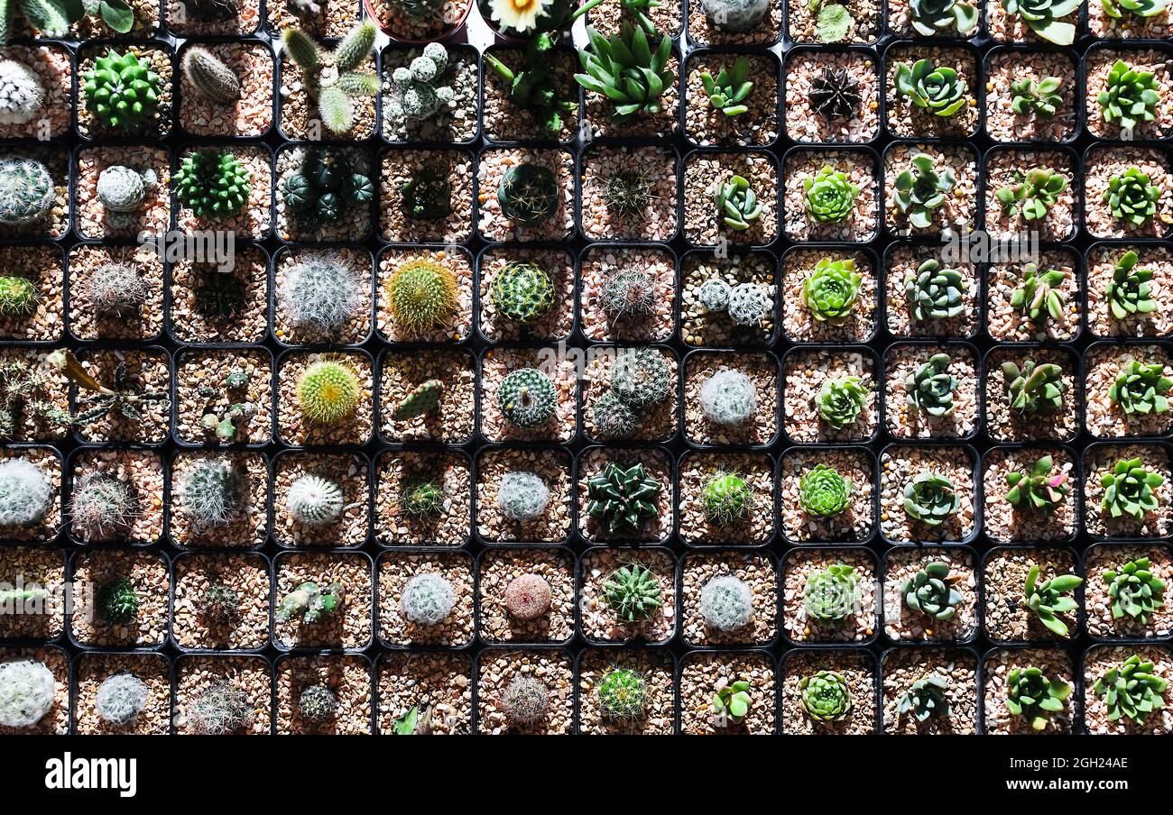 Potted trees top view hi-res stock photography and images - Alamy