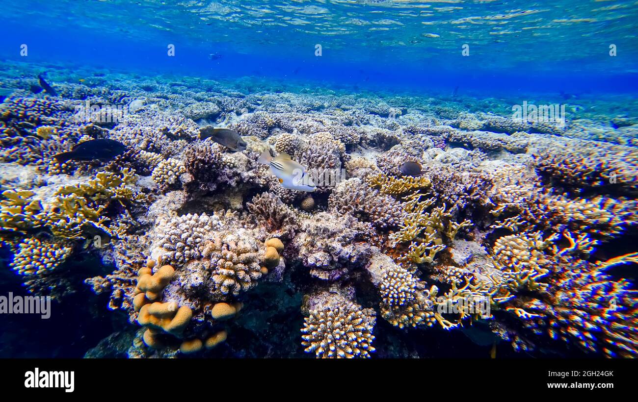 a beautiful white fish with red eyes swims near the coral of the red ...