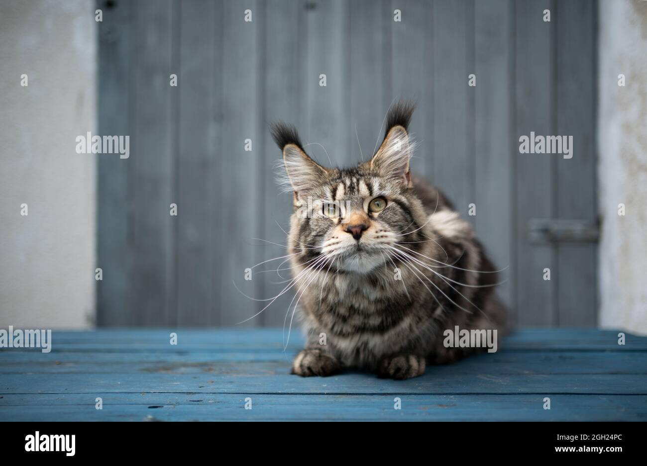 curious tabby maine coon cat with long ear tips sitting lowered in ...
