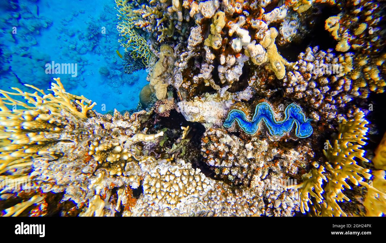 Blue corals under sea fiji hi-res stock photography and images - Alamy