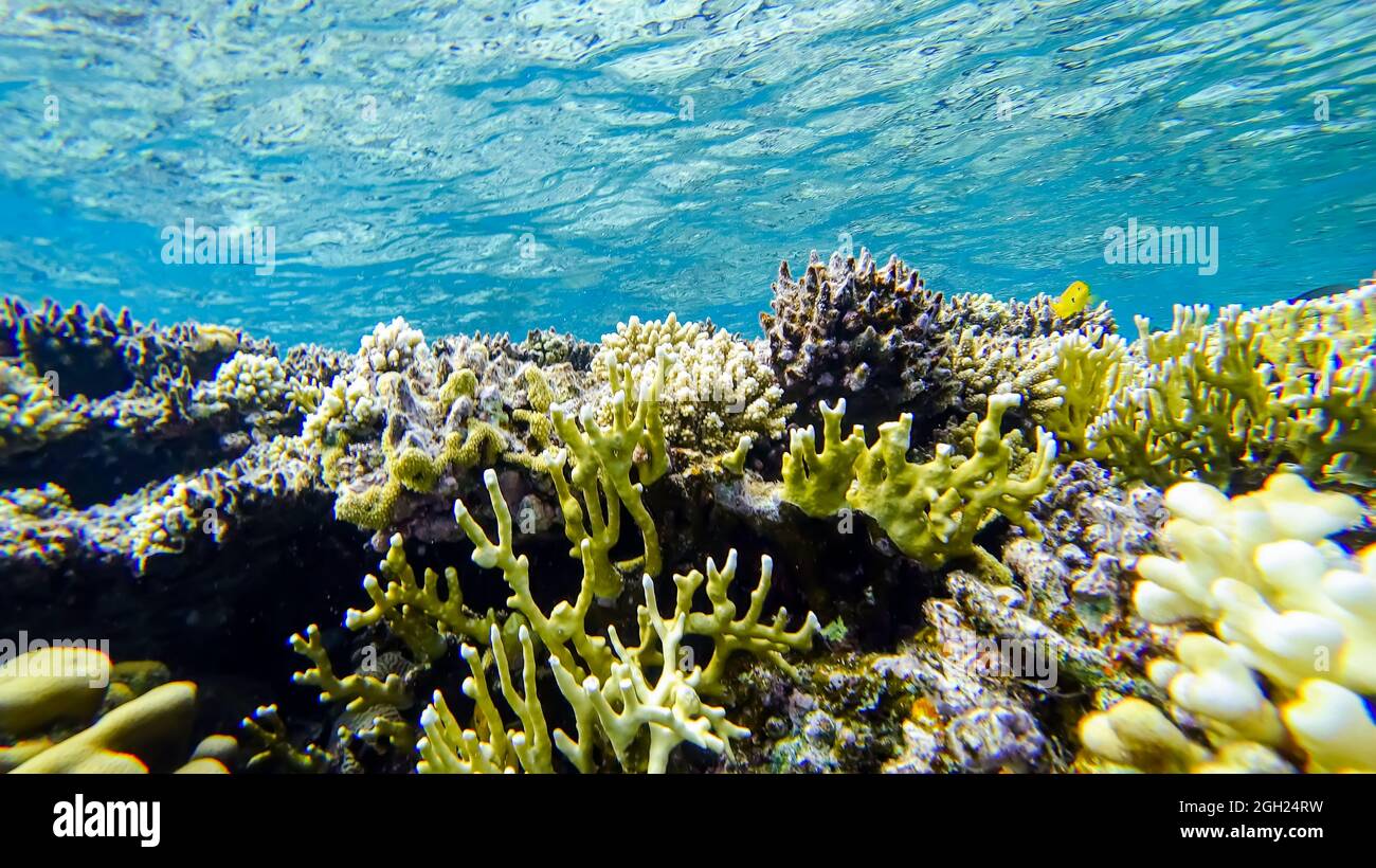 a beautiful yellow ship at the bottom of the red sea Stock Photo - Alamy