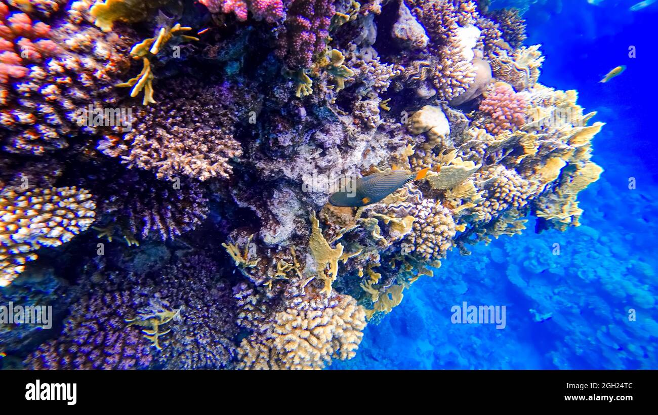 colorful corals of the red sea in which tropical fish hide Stock Photo ...