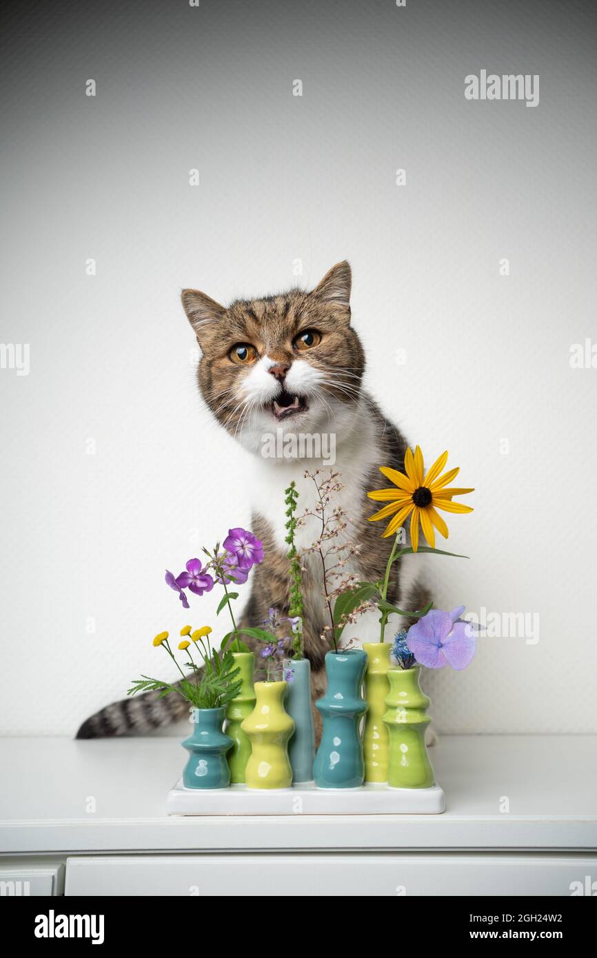 tabby white cat behind flower vase with different potentially toxic ...