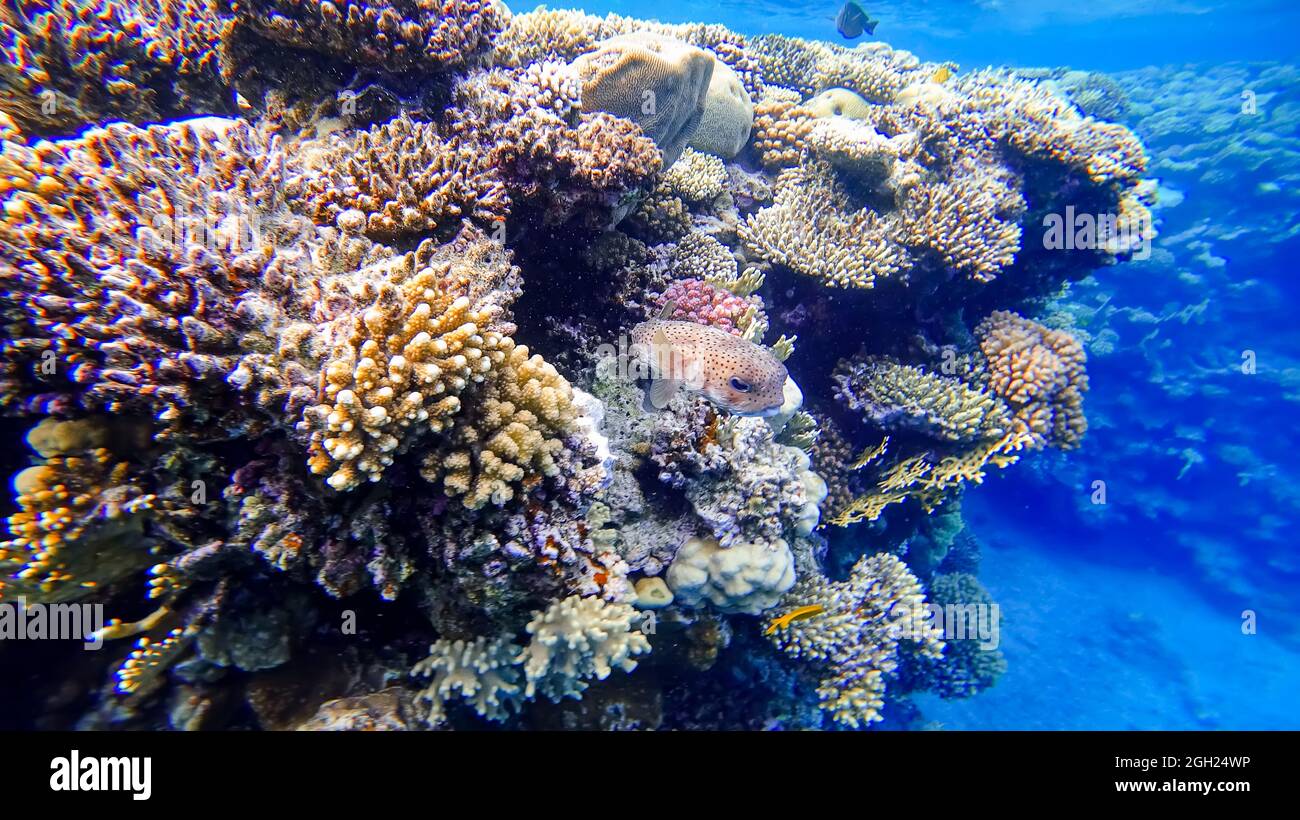 dangerous gray puffer fish hides in corals at the bottom of the red sea ...