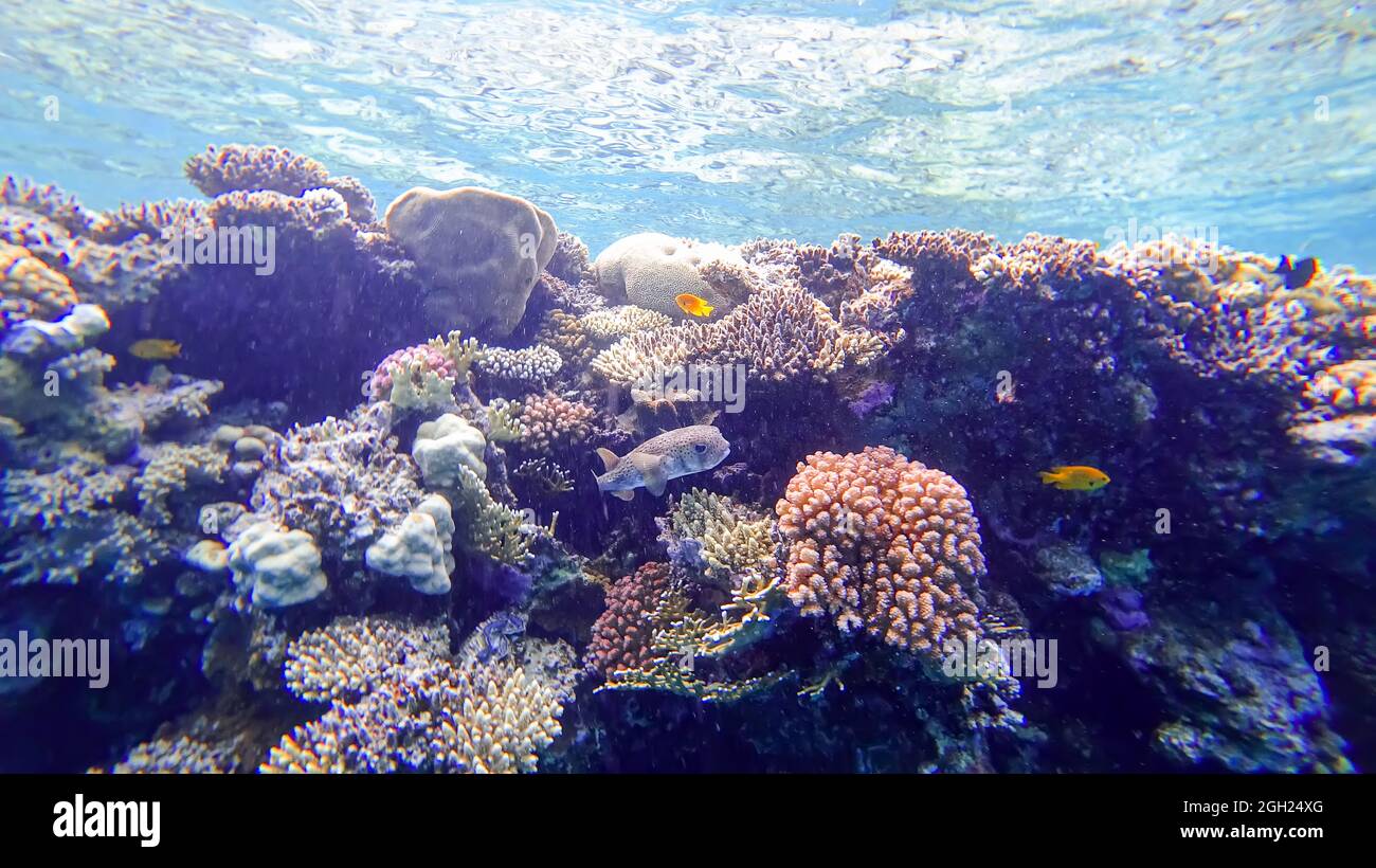 dangerous gray puffer fish hides in corals at the bottom of the red sea ...