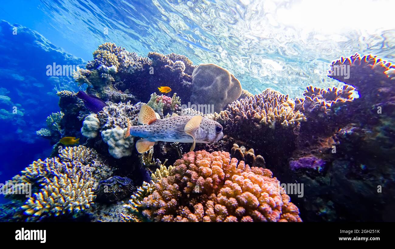 Blue corals under sea fiji hi-res stock photography and images - Alamy