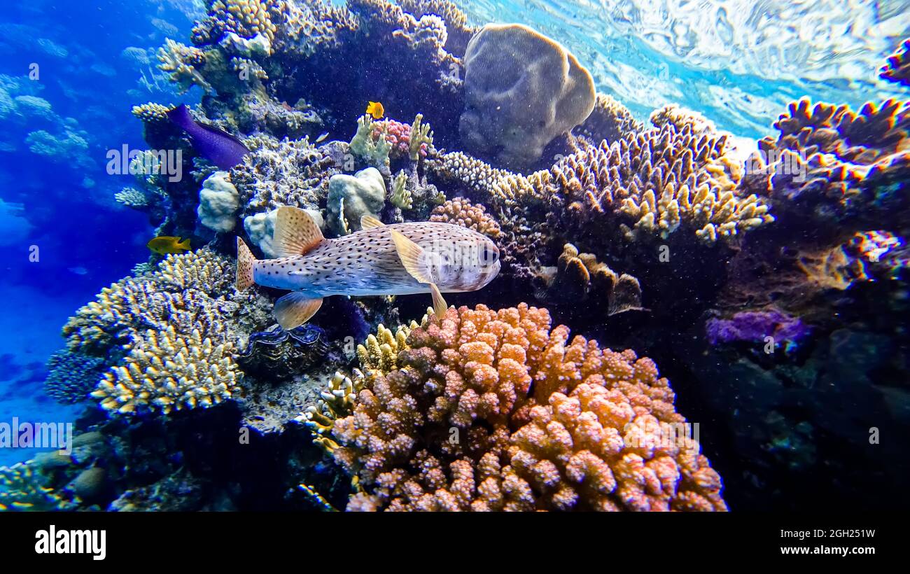 close-up of a puffer fish on the background of corals that is located ...