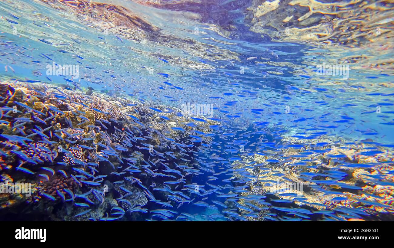 blue fish in the underwater waters of the red sea swim past the corals ...