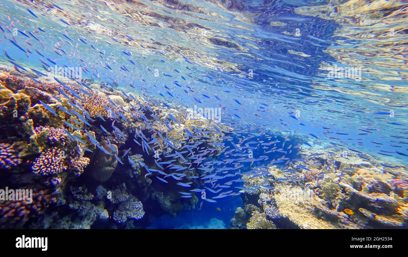 blue fish in the underwater waters of the red sea swim past the corals ...