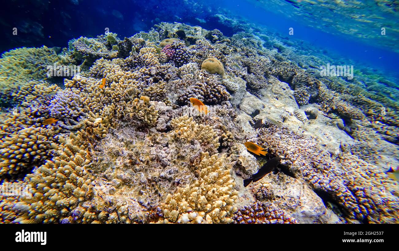 coral reefs of the red sea near which tropical fish swim Stock Photo ...