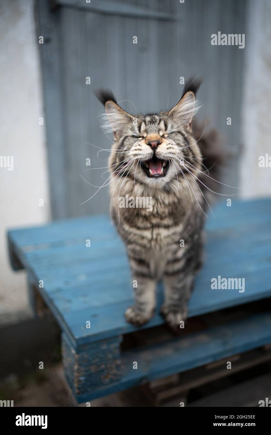 talkative tabby maine coon cat with long ear tips standing on wooden ...