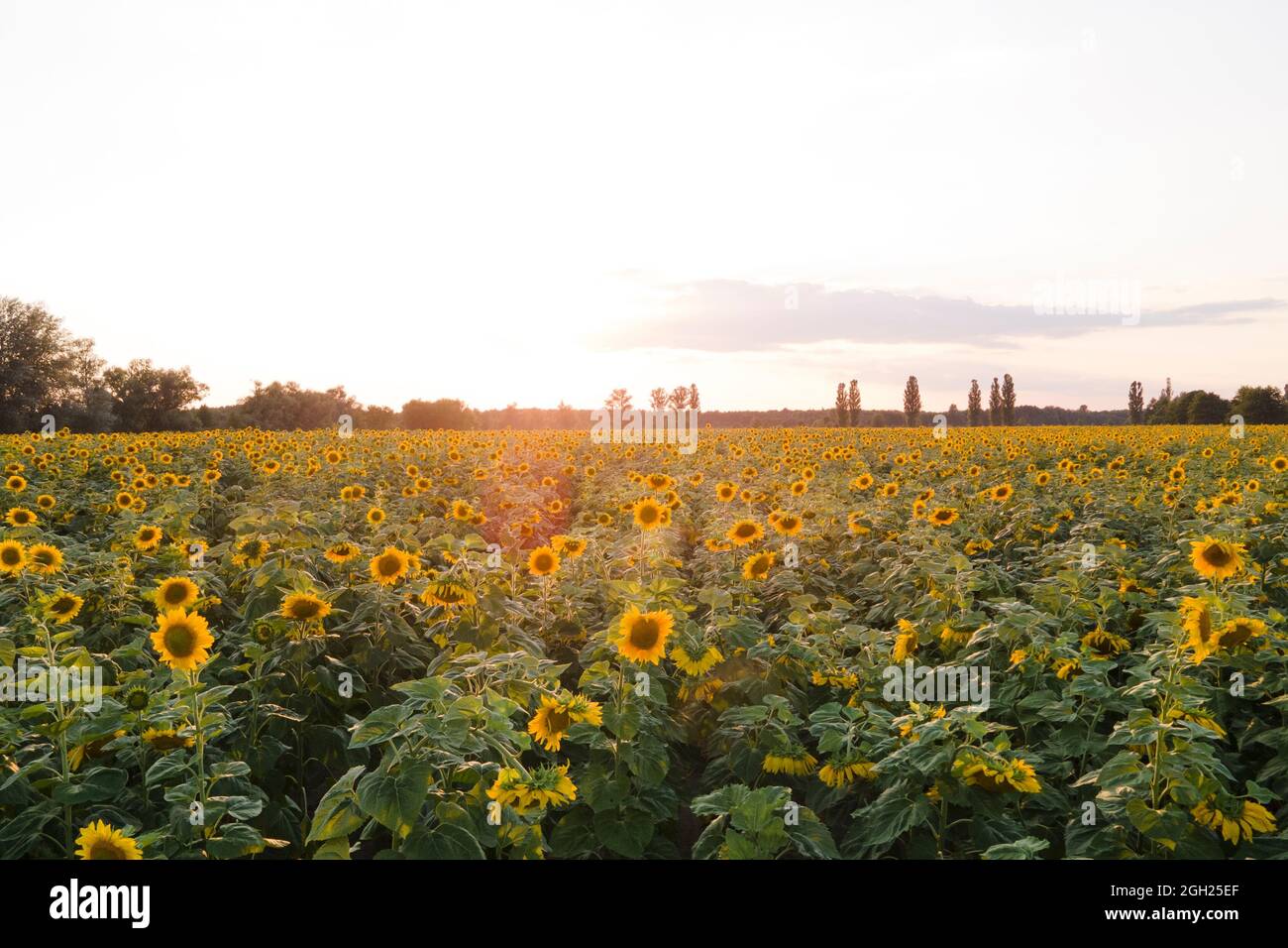AERIAL view flowering sunflower field plant in sunset Stock Photo - Alamy