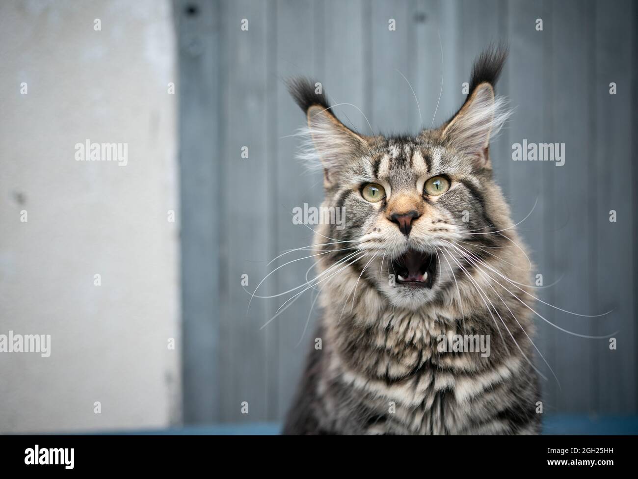 tabby maine coon cat with long ear tips making funny face looking ...