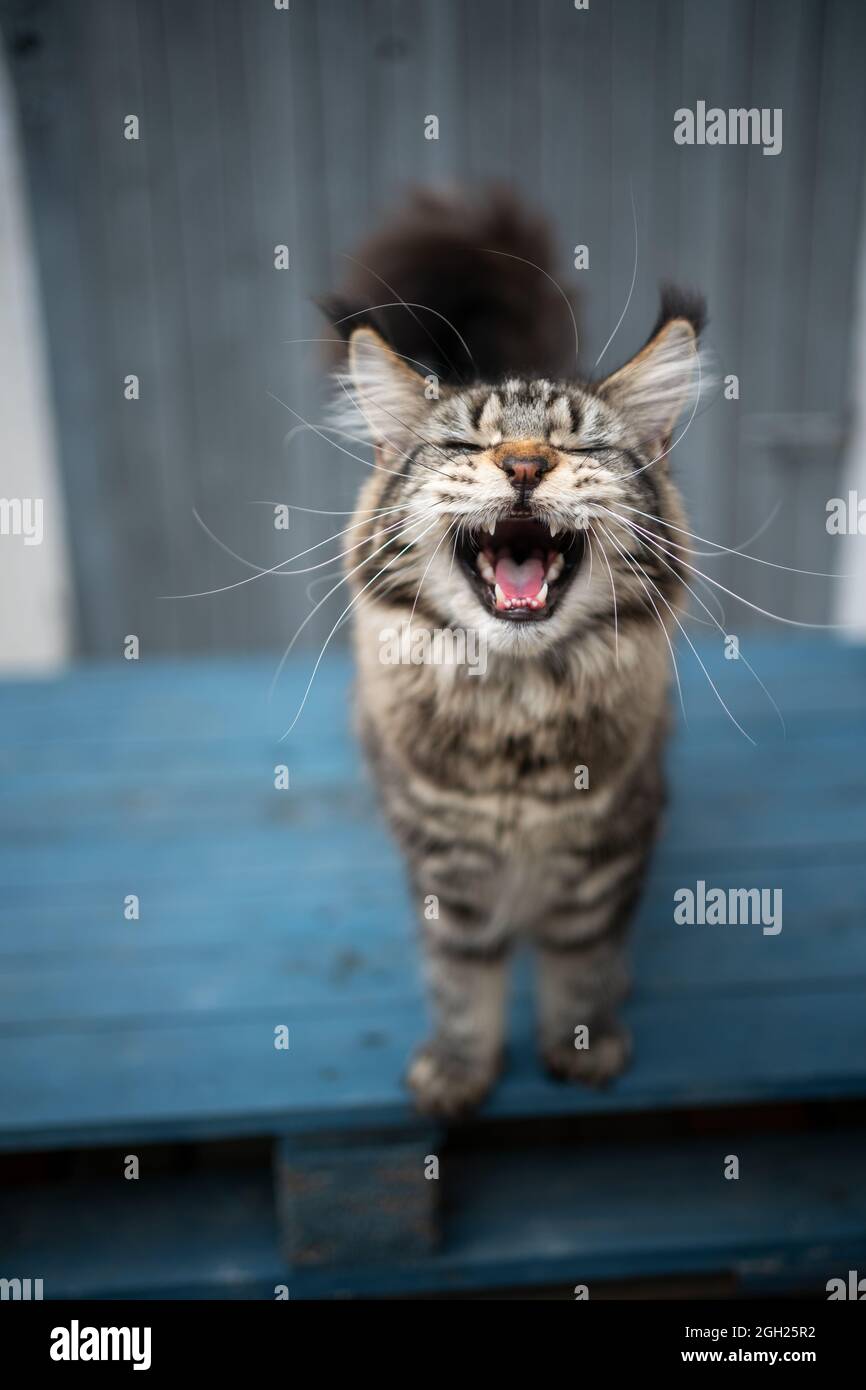 talkative tabby maine coon cat with long ear tips and whiskers meowing ...