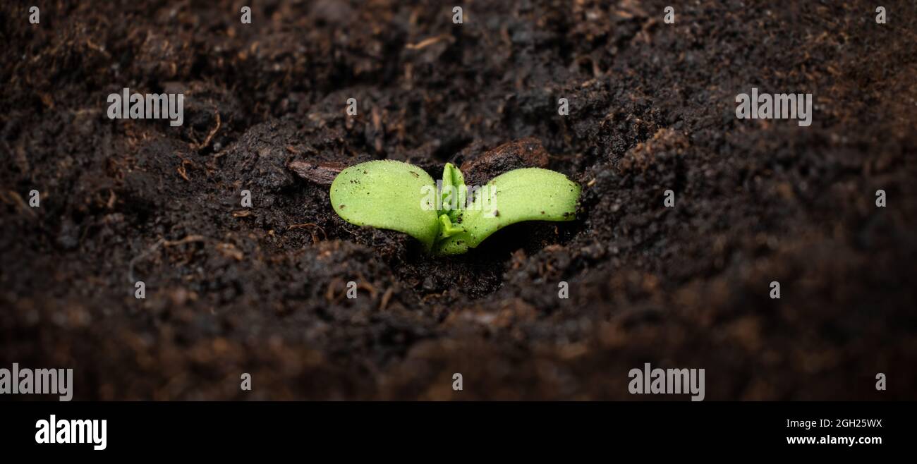cannabis plant growing, a small green sprout of marijuana with ground ...