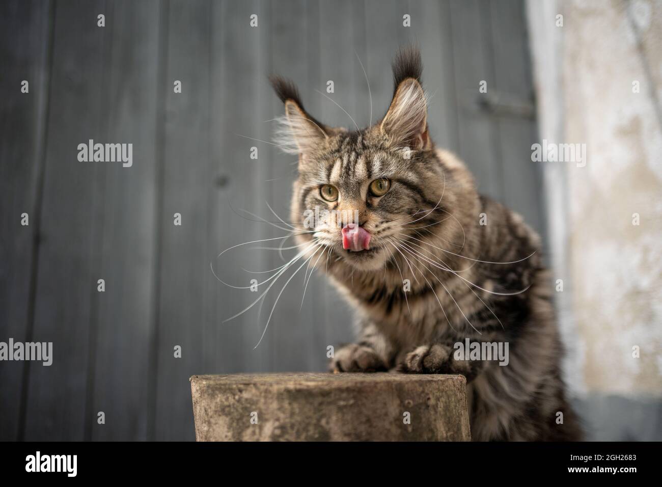 hungry tabby maine coon cat with long ear tips rearing up on tree stump ...