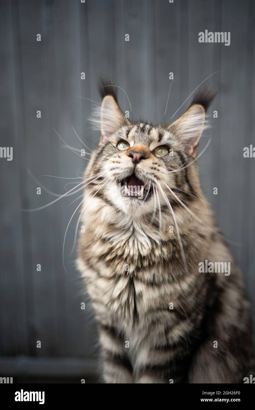 tabby maine coon cat with long ear tips and whiskers looking up in the ...