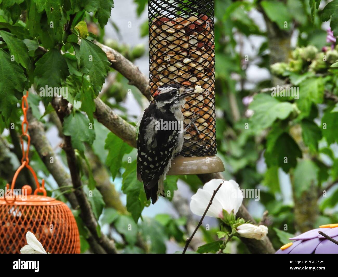 Male Downy Woodpecker Bird Hangs on a Peanut Bird Feeder As it Holds a ...