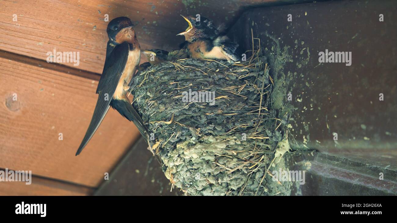 Barn Swallow Feeding Babies: An adult barn swallow bird looks back ...