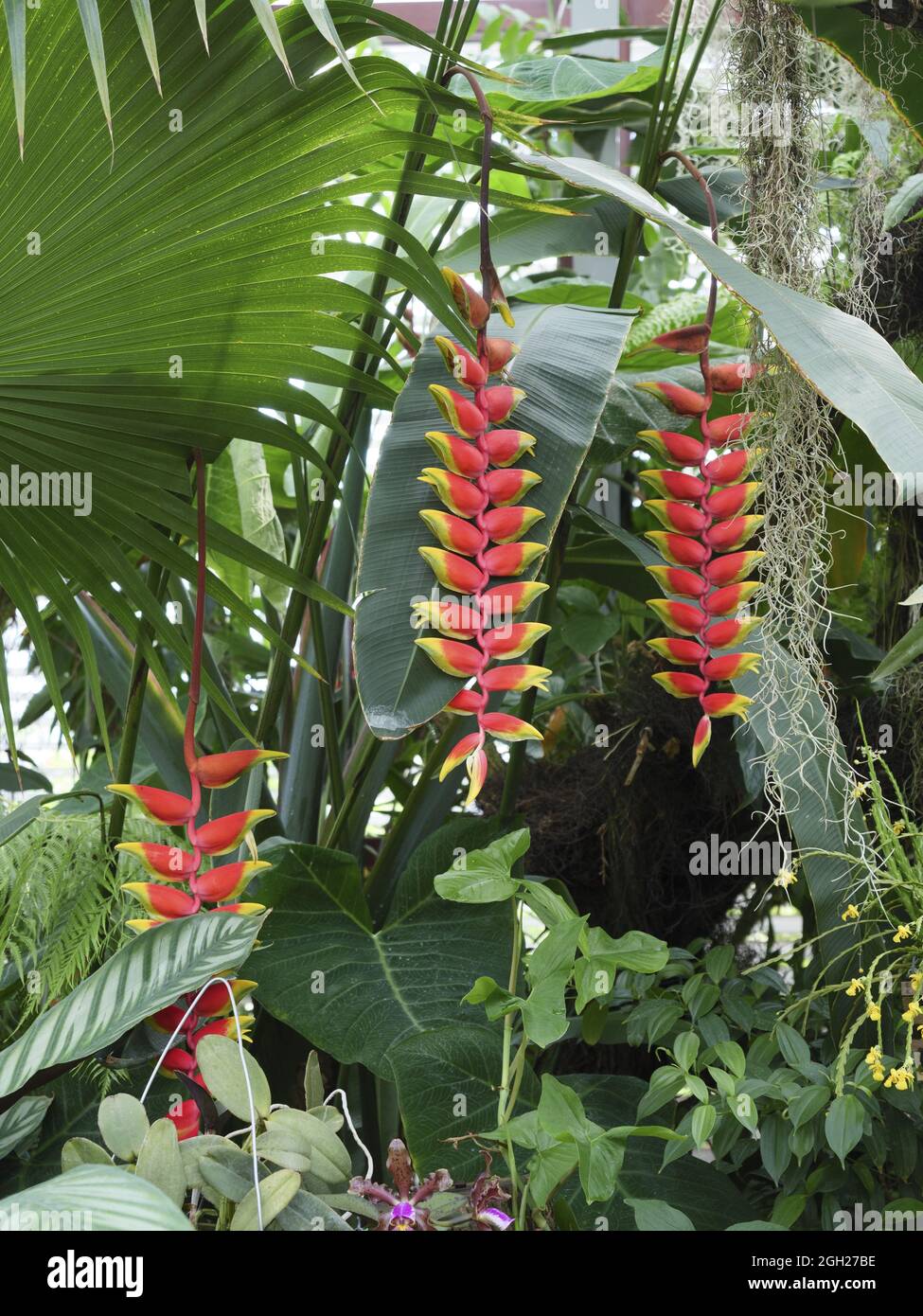 Vertical shot of the lobster-claws plant outdoors Stock Photo - Alamy