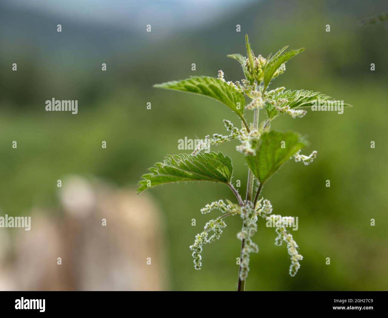 Closeup shot of stinging nettle against a blurred background Stock ...