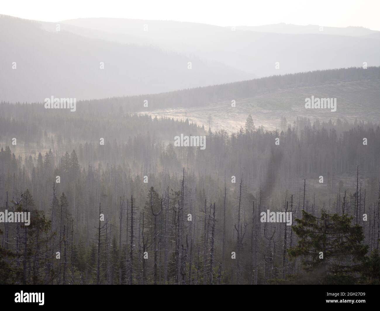 Hilly terrain surrounded by trees seen through a fog Stock Photo - Alamy
