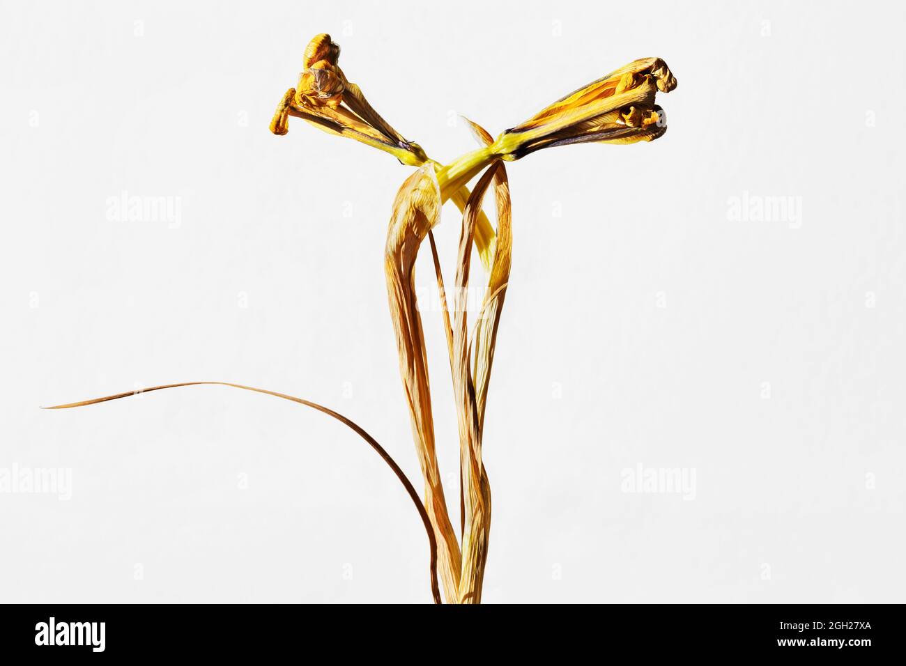 Yellow dried iris flowers on white background Stock Photo - Alamy