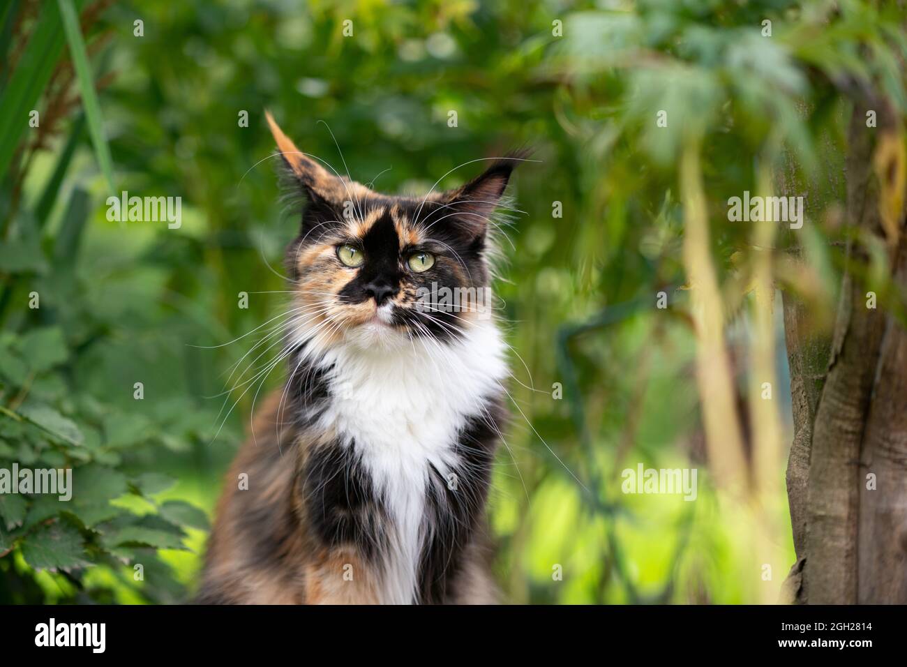 Calico Maine Coon Cat