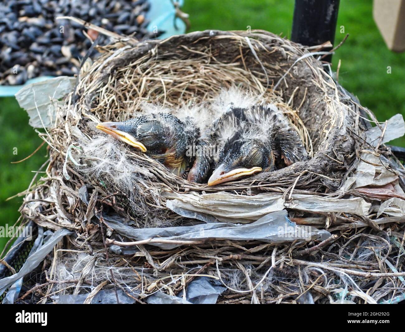 Birds in Nest: Two very young American Robins asleep and nestled safely ...