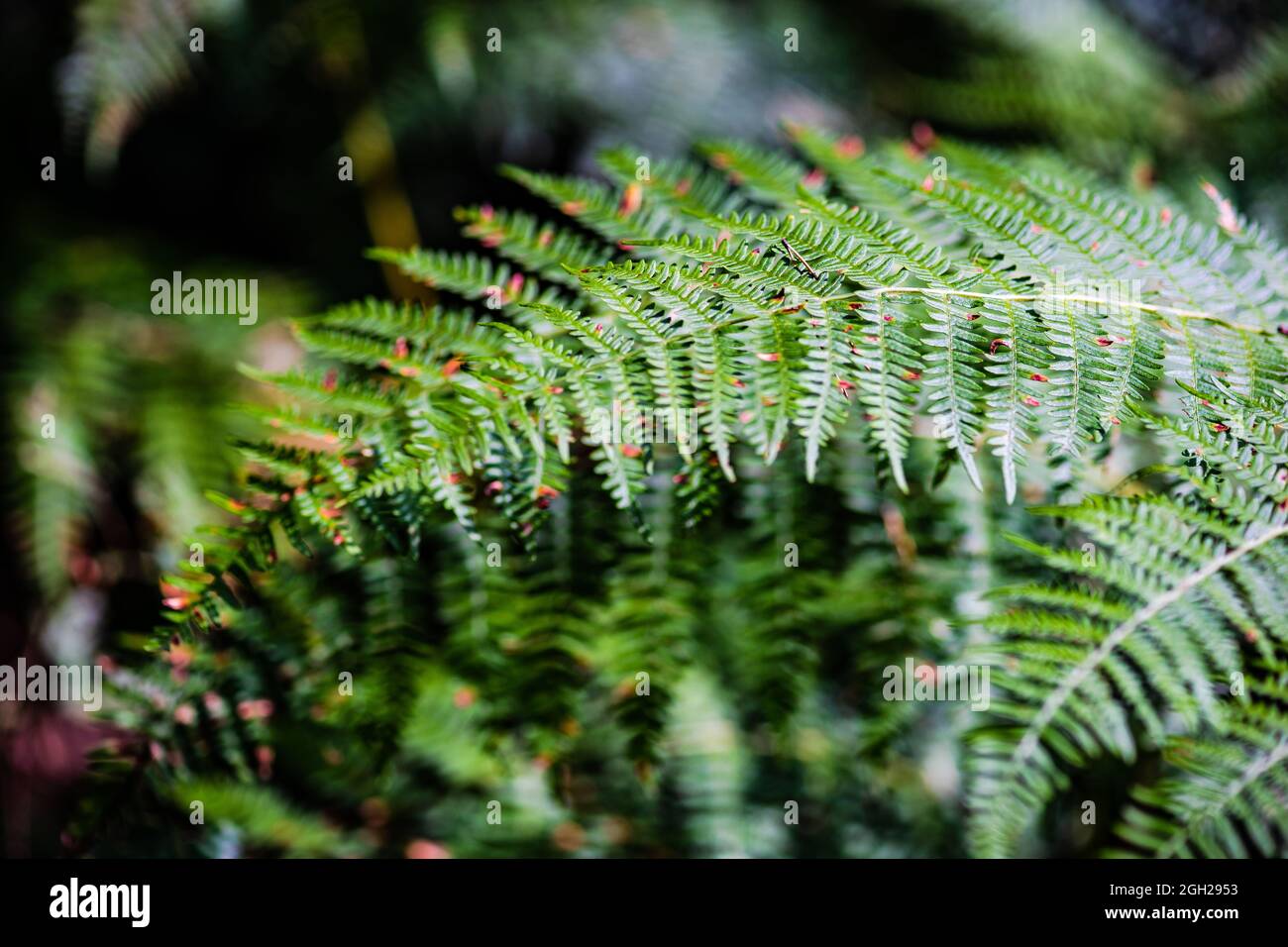 Surami hi-res stock photography and images - Alamy