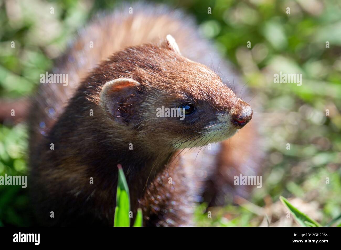 Wild european ferret hi-res stock photography and images - Alamy